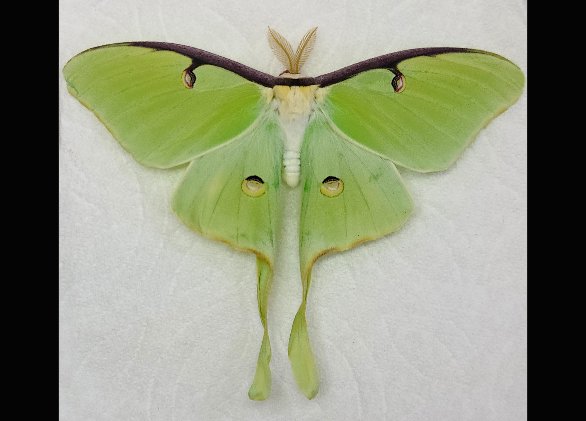 Raising Luna Moths – Butterfly and Moth