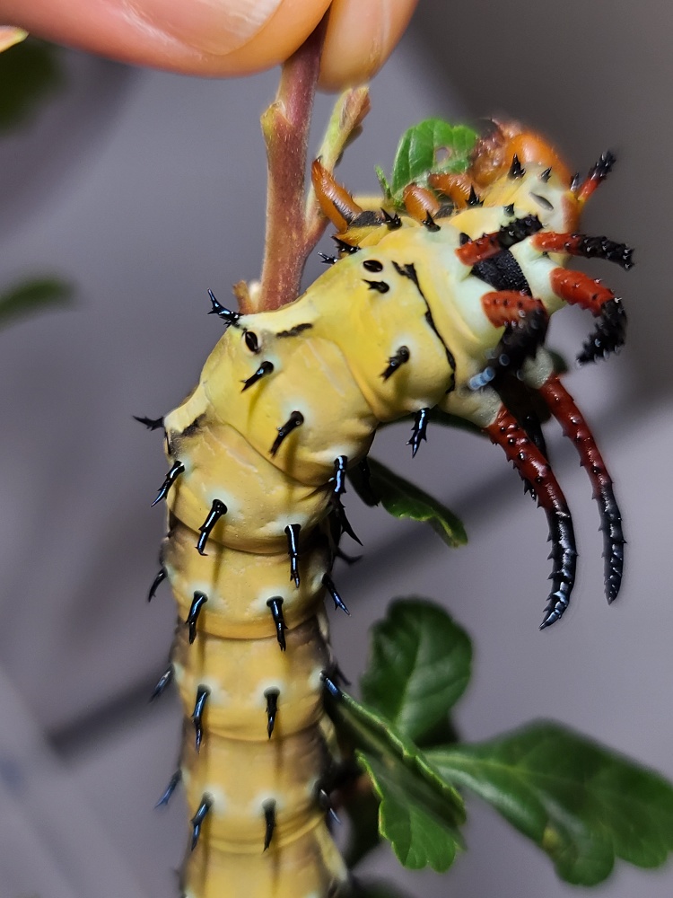 Video: Raising Hickory Horned Devil Caterpillars – Butterfly and Moth