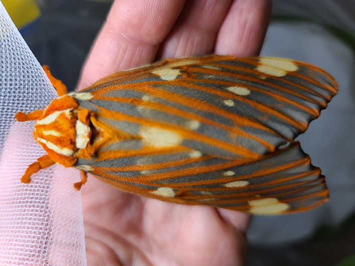 Citheronia regalis – Royal Walnut Moth – Butterfly and Moth